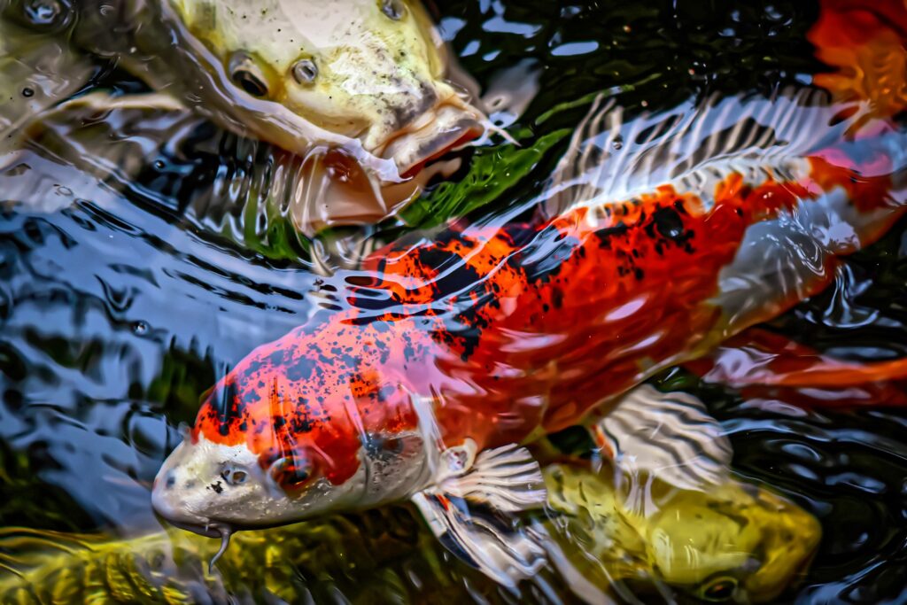 6 Pieces of Advice for Building a Koi Pond - Cedar Square Homes, Inc.